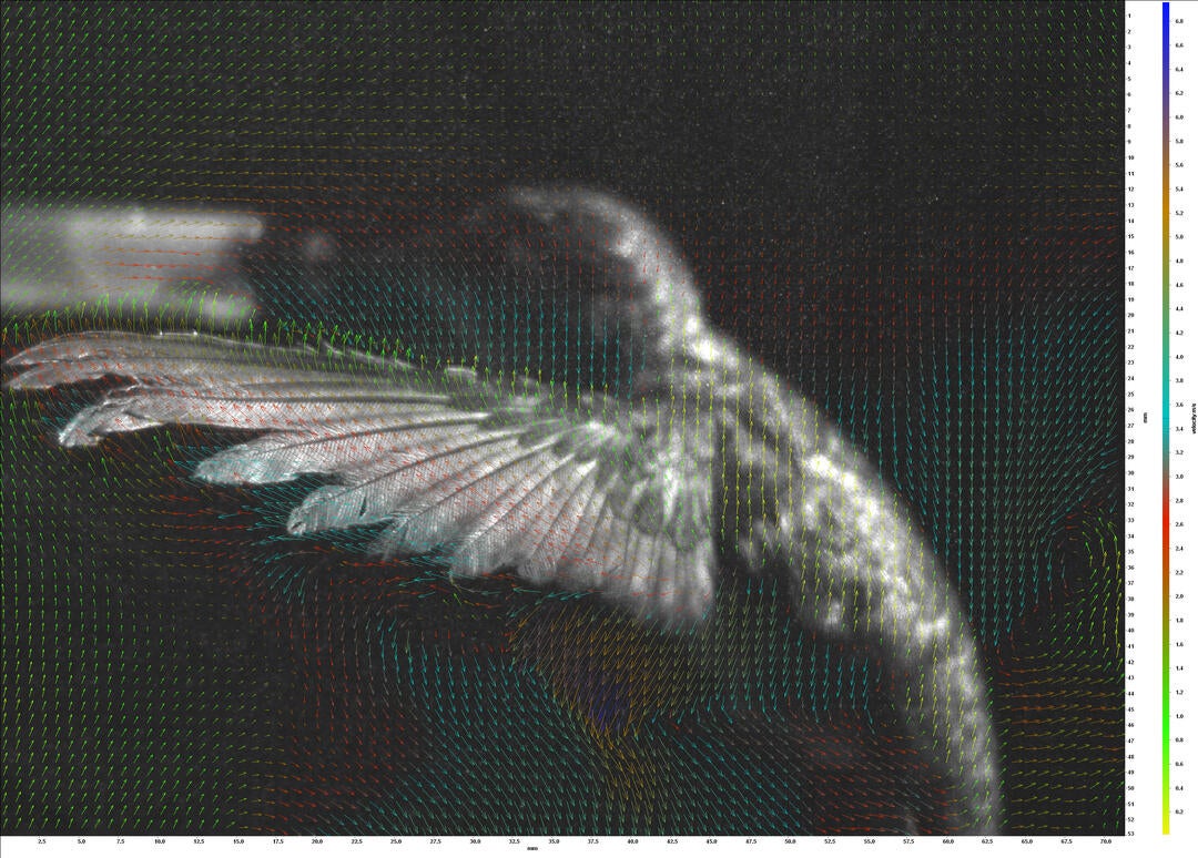 The Science of Feathers | Audubon