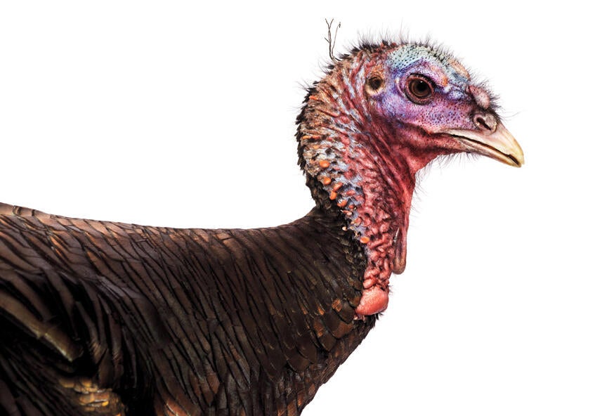Wild Turkey on the Rocks? | Audubon