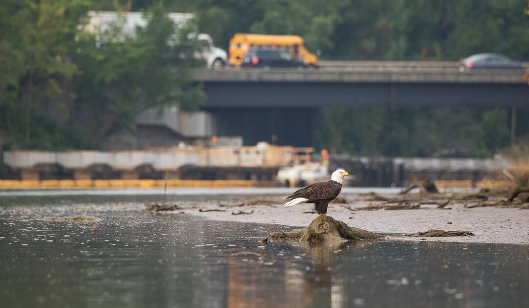 Why A Strong EPA Is Important - What the Environmental Protection ...