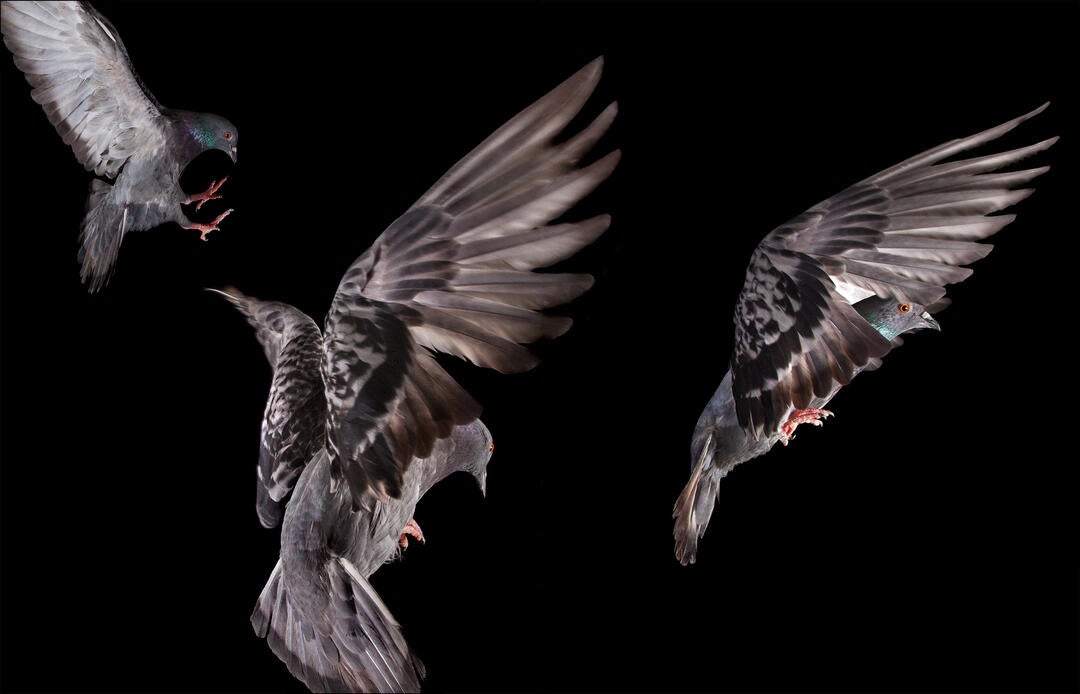 Why Pigeons Clap Their Wings — How Wing Clapping Works | Audubon