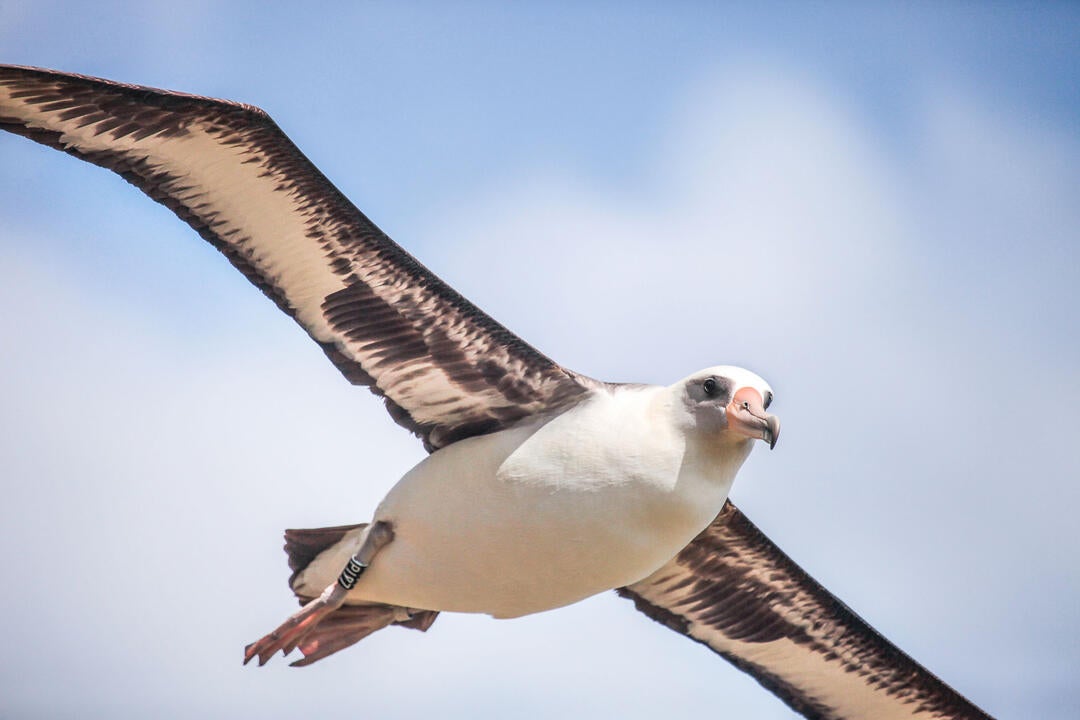 On the Ground With the U.S. Navy's Albatross Adoption Agency | Audubon