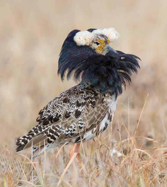 Photo of the Day: Ruff | Audubon
