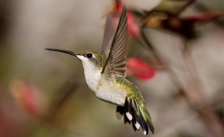 Coming Attractions: Fall 2015 | Audubon