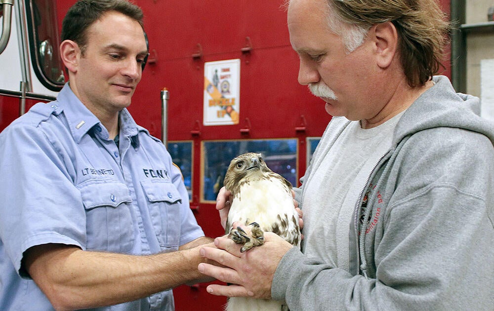 Why One NYC Red-Tailed Hawk Needed a Double Rescue | Audubon