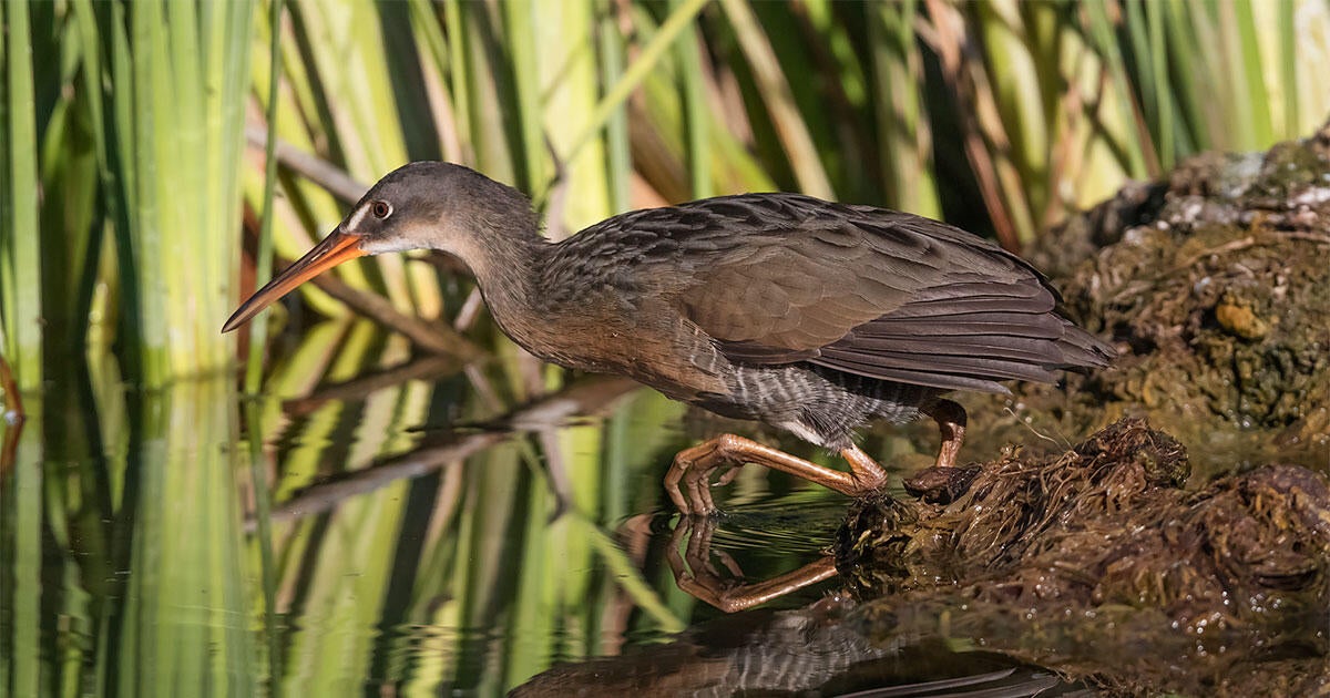 On Hope, Birds, and Tacos | Audubon