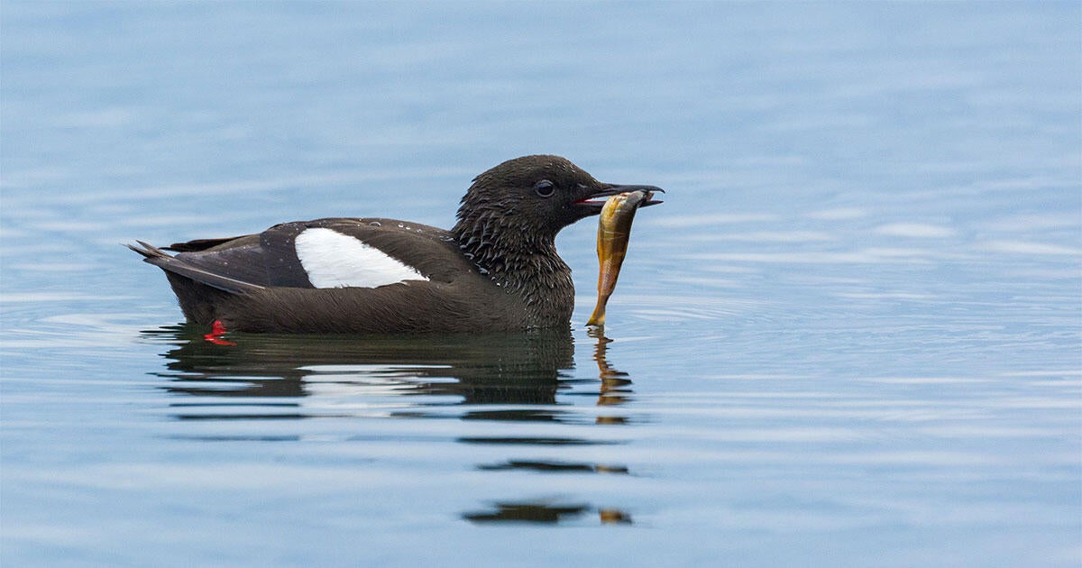 Six Tips for Photographing Birds from Boats | Audubon
