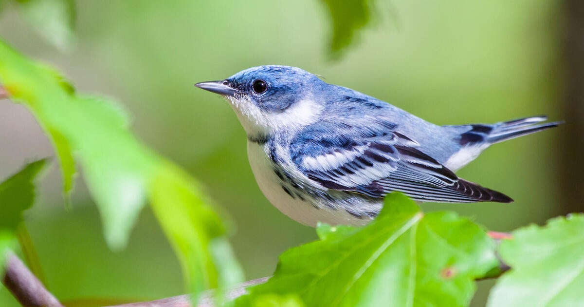 Chipe Celeste | Audubon Field Guide