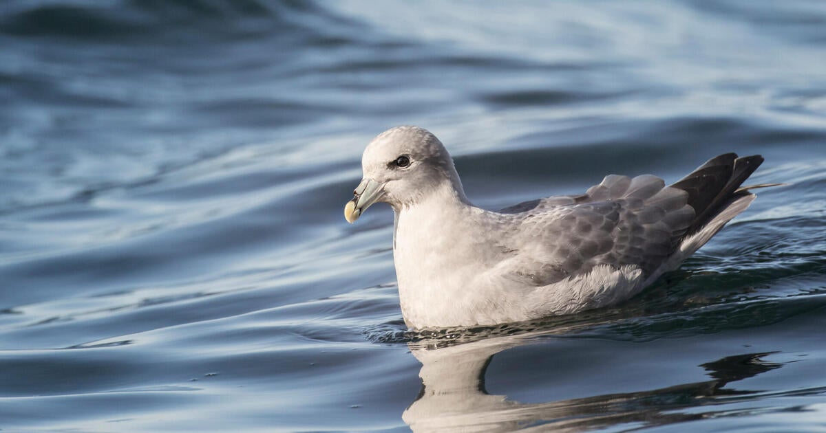 Fulmar Norteño | Audubon Field Guide