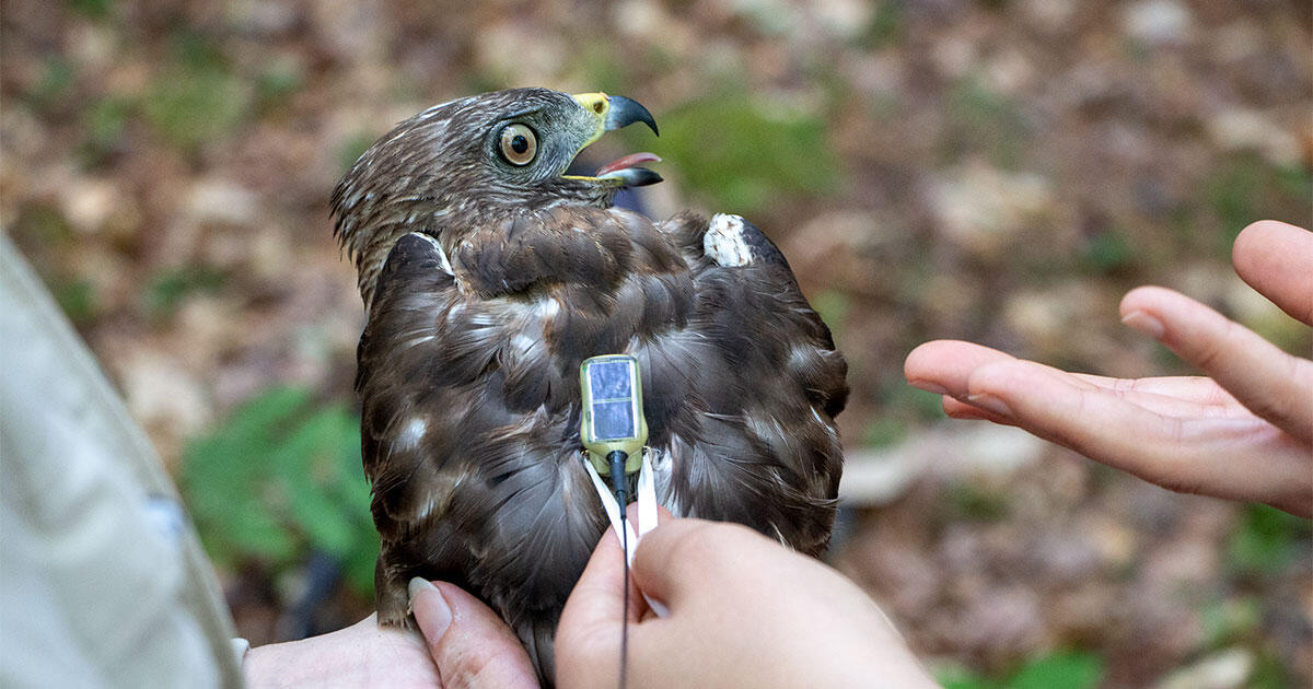 To Protect Broad-winged Hawks, We First Need to Know Where They Migrate ...