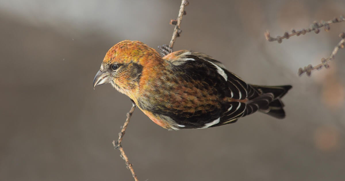 Keeping Track of These Boreal Nomads Is Notoriously Difficult | Audubon