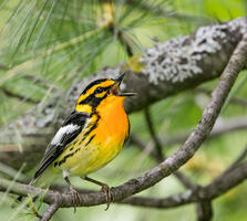 Great Smoky Mountains National Park | Audubon