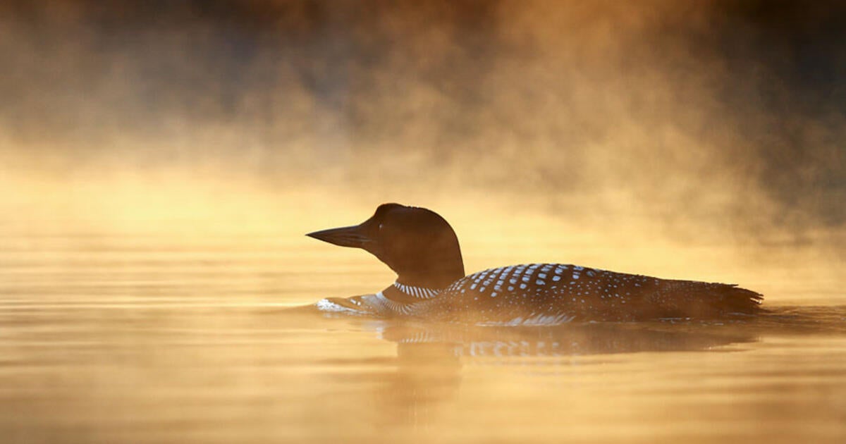 Hear the Hauntingly Beautiful Call of the Common Loon | Audubon
