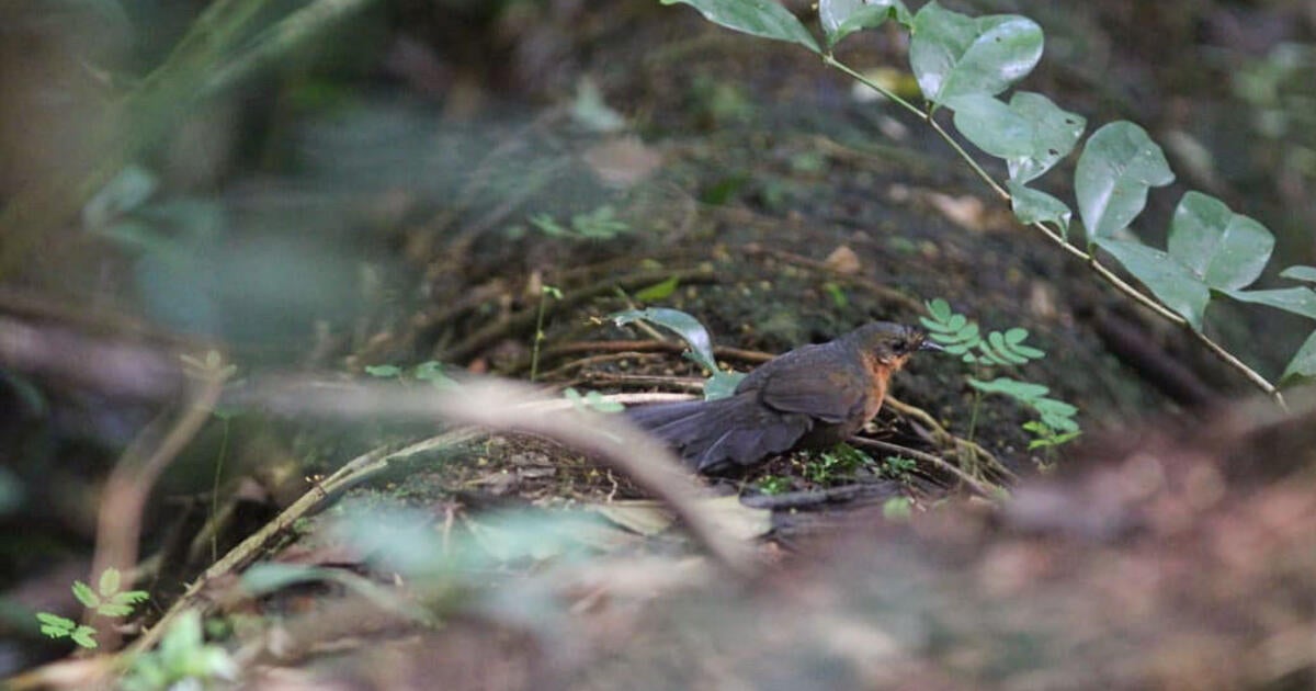 Scientists on the Trail of One of the World’s Rarest Birds Are Treated ...