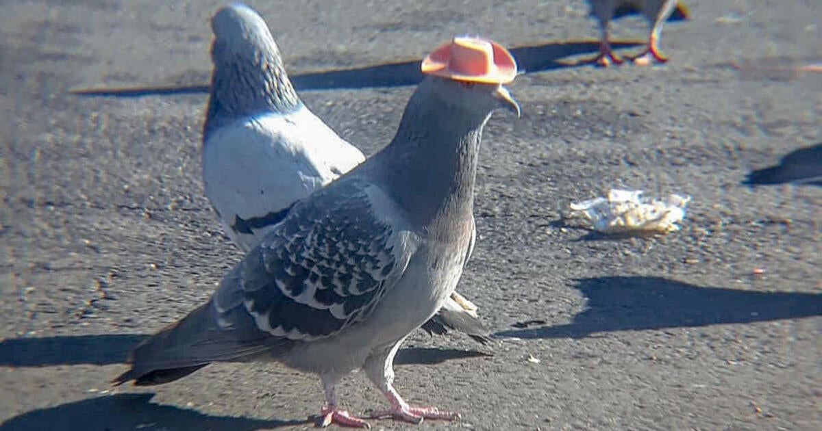 Those Pigeons Wearing Cowboy Hats? They're No Laughing Matter. | Audubon