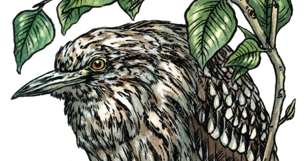 Why Do Birds Rest on One Leg? | Audubon