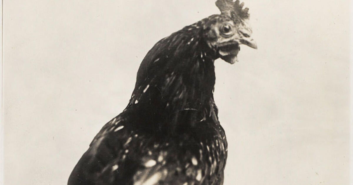 A Brief History of President-Bird Companionship | Audubon