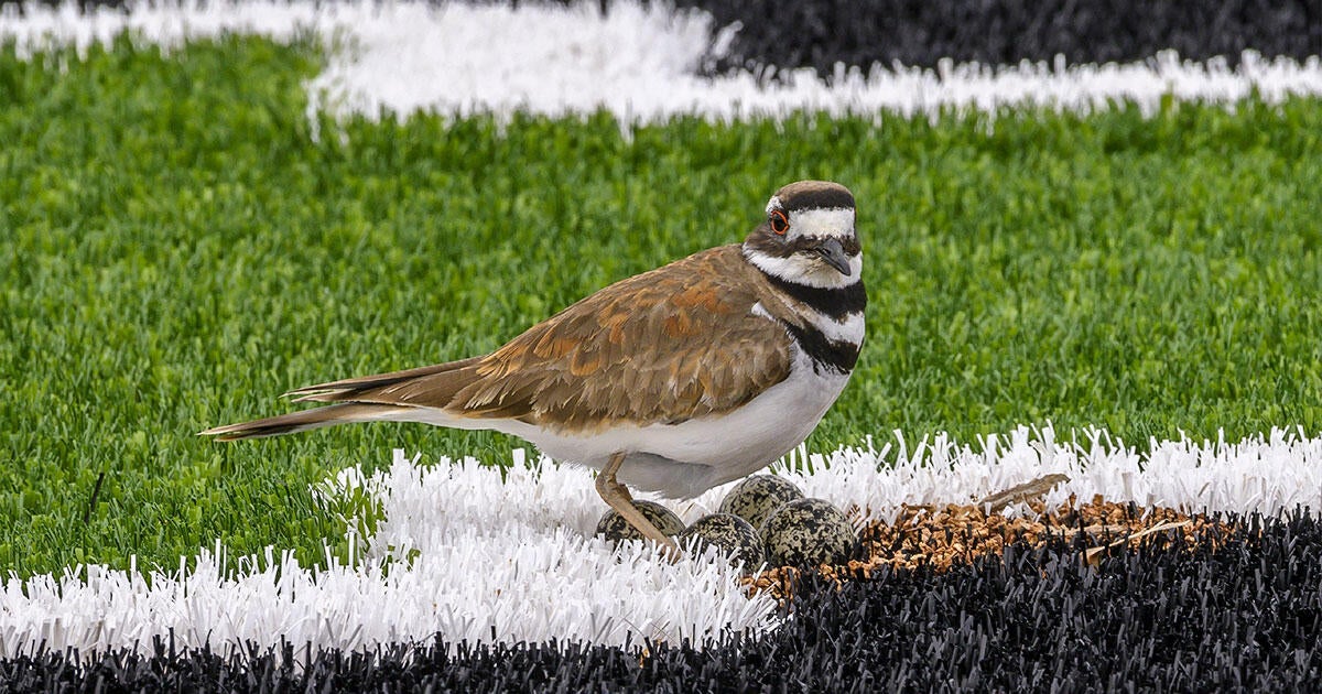Nesting Killdeer Called for Delay of Games | Audubon