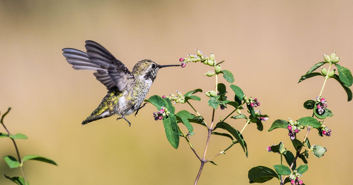Anna’s Hummingbirds Are Expanding Their Range With Human Help | Audubon