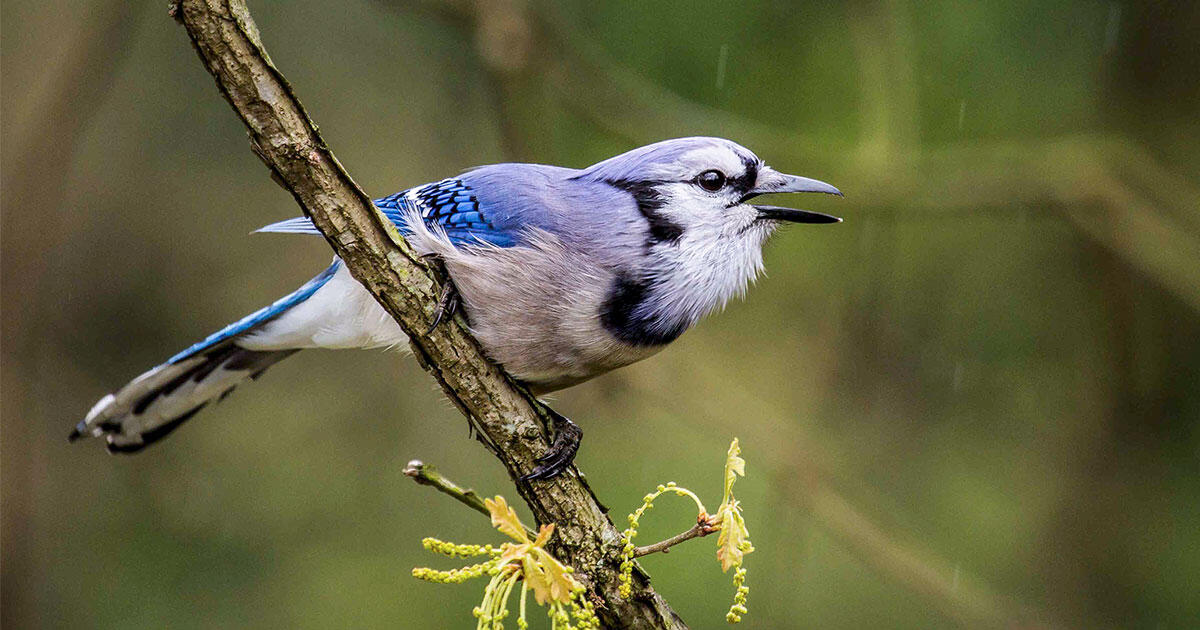 How Well Do You Know the Blue Jay? | Audubon