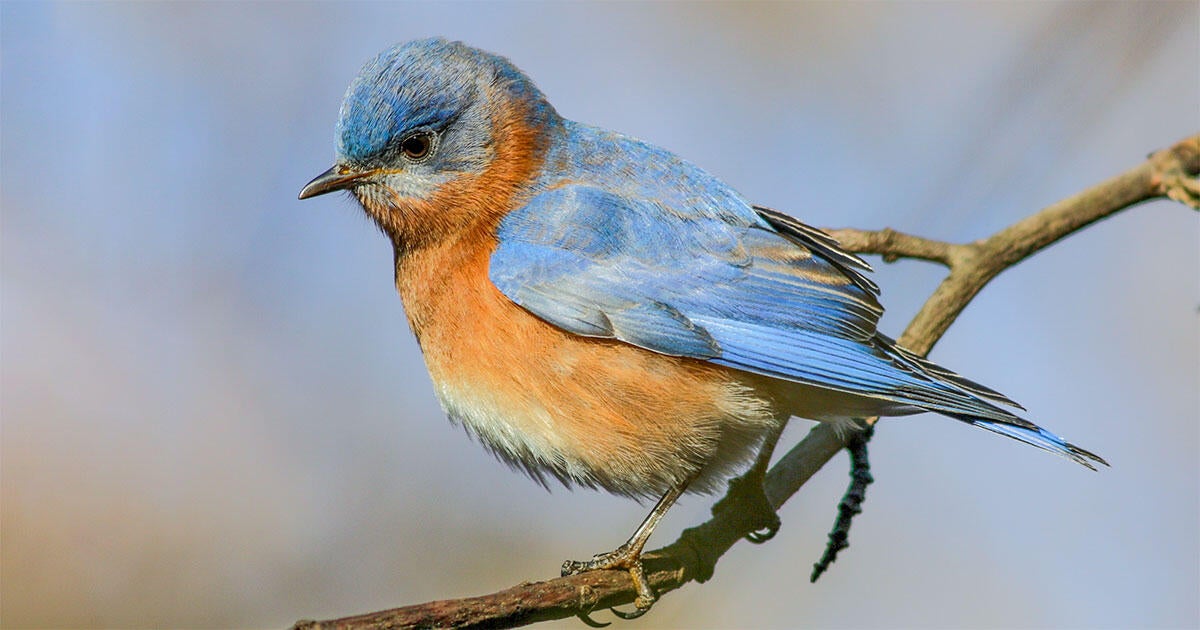 Climate Change Is Pushing Bird Boundaries, Community Scientists Confirm ...