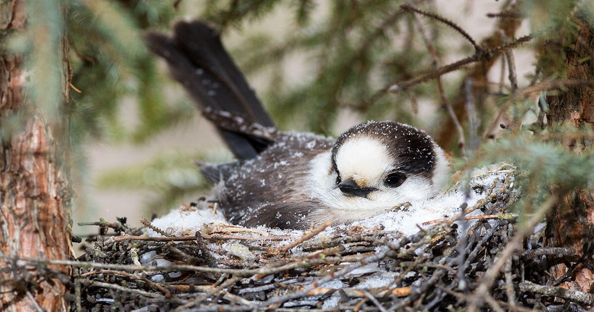 Thanks To Climate Change, Canada Jays May Eat Freezer-Burned Food All ...