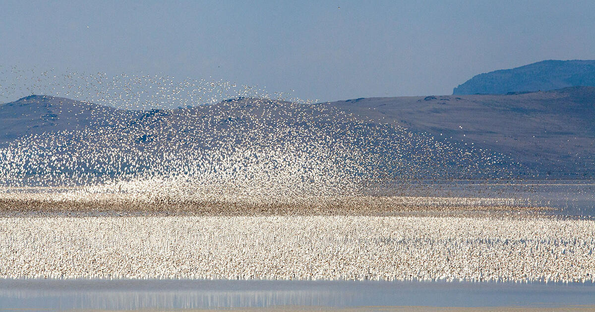 Great Salt Lake's Greatest Source of Water | Audubon