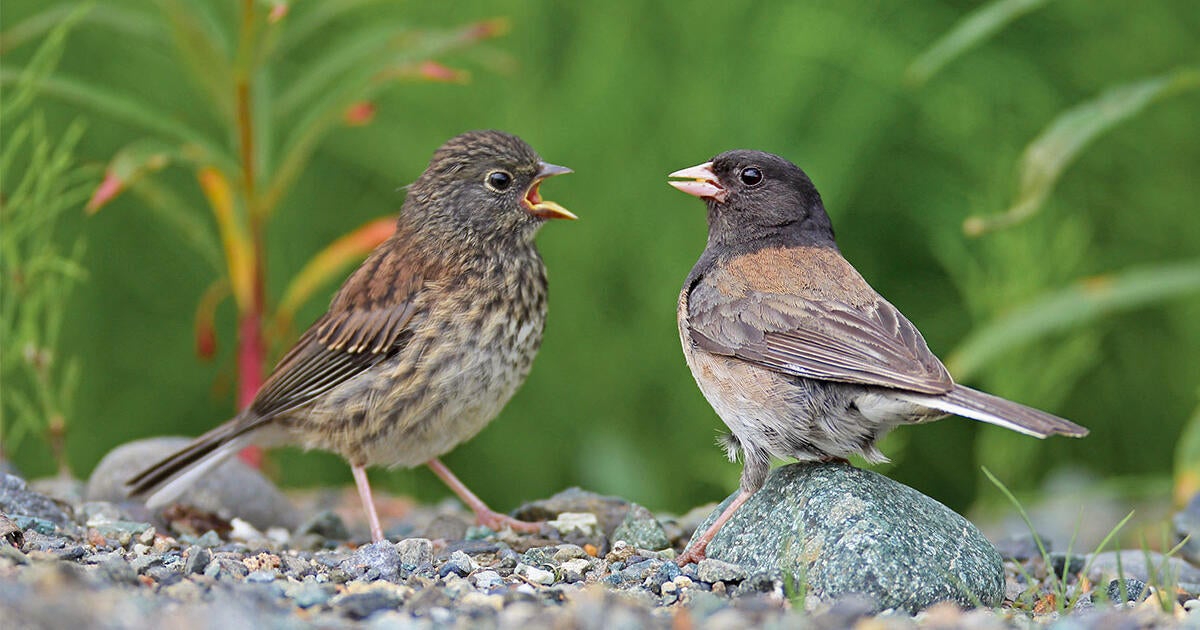 Why Some Songbirds Kick Their Chicks Out Before They Can Fly | Audubon