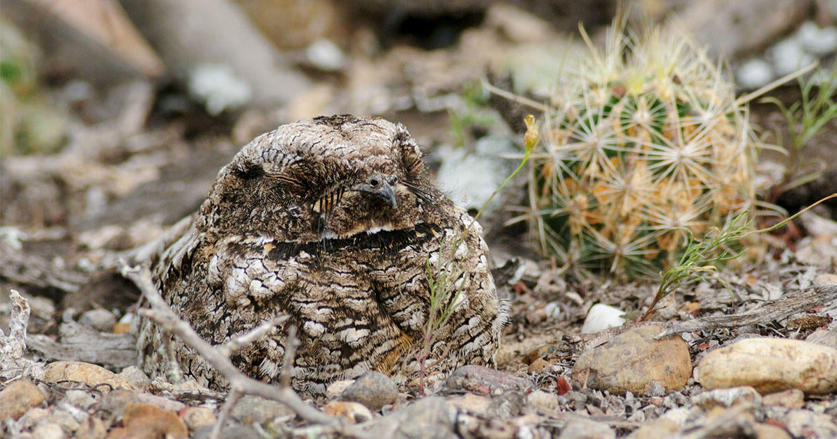 Some Birds Enter A Hibernation-Like State Called Torpor to Survive ...
