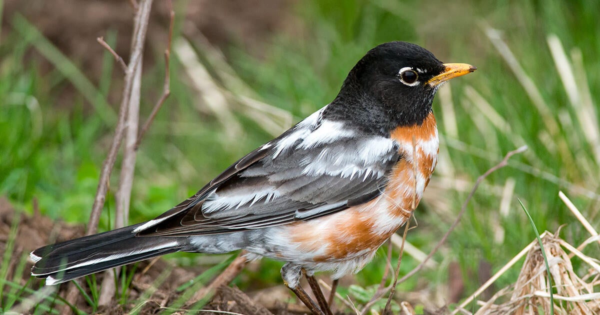 Why Is This Bird Half-White? - Leucism and Albinism, Leucistic Animals ...