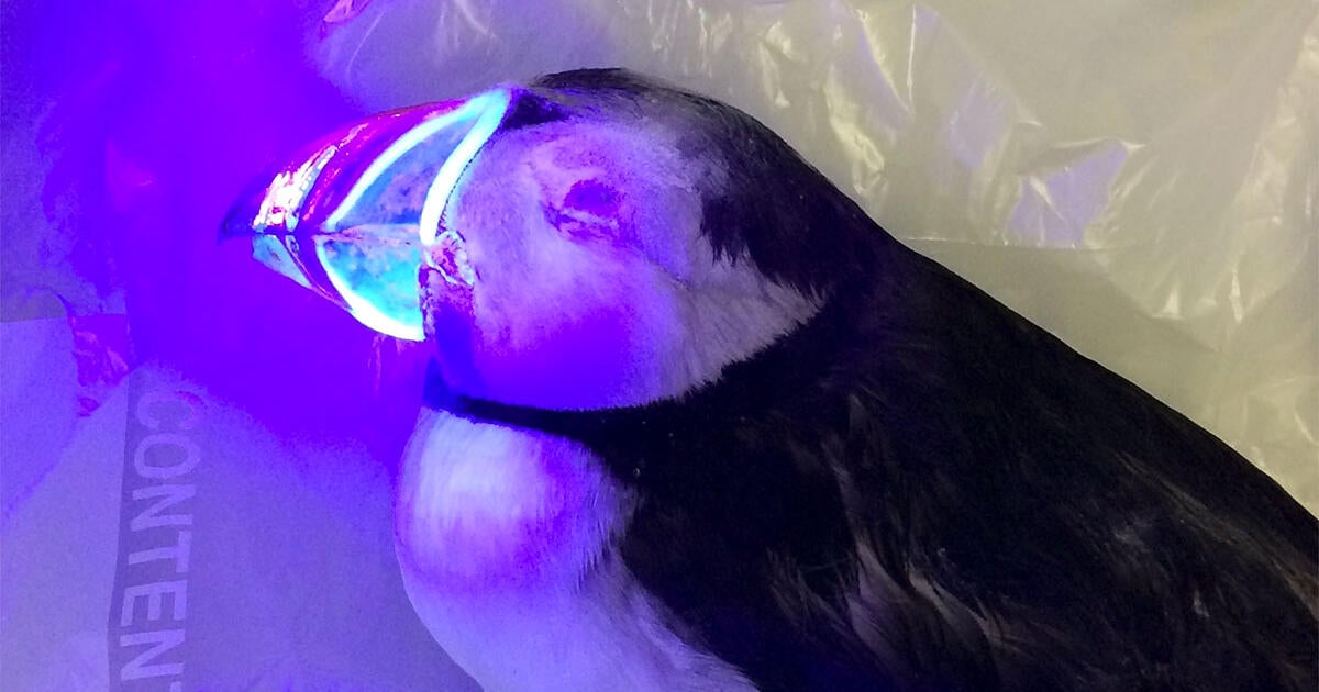Puffins Amp Up Their Sex Appeal With Glowing Beaks | Audubon