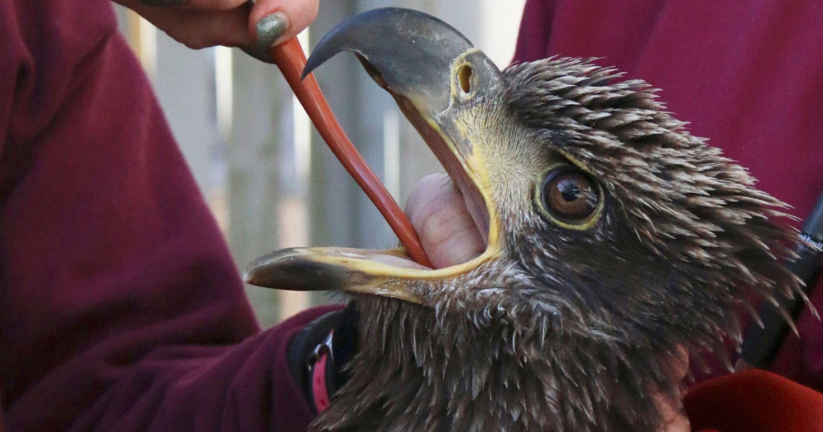 Officials Shocked as More Bald Eagles Turn Up Dead in the Northeast ...