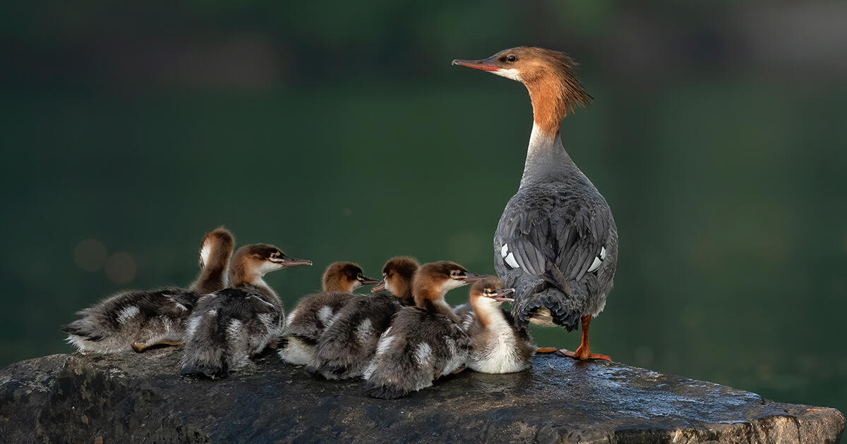 Baby Rail Bird