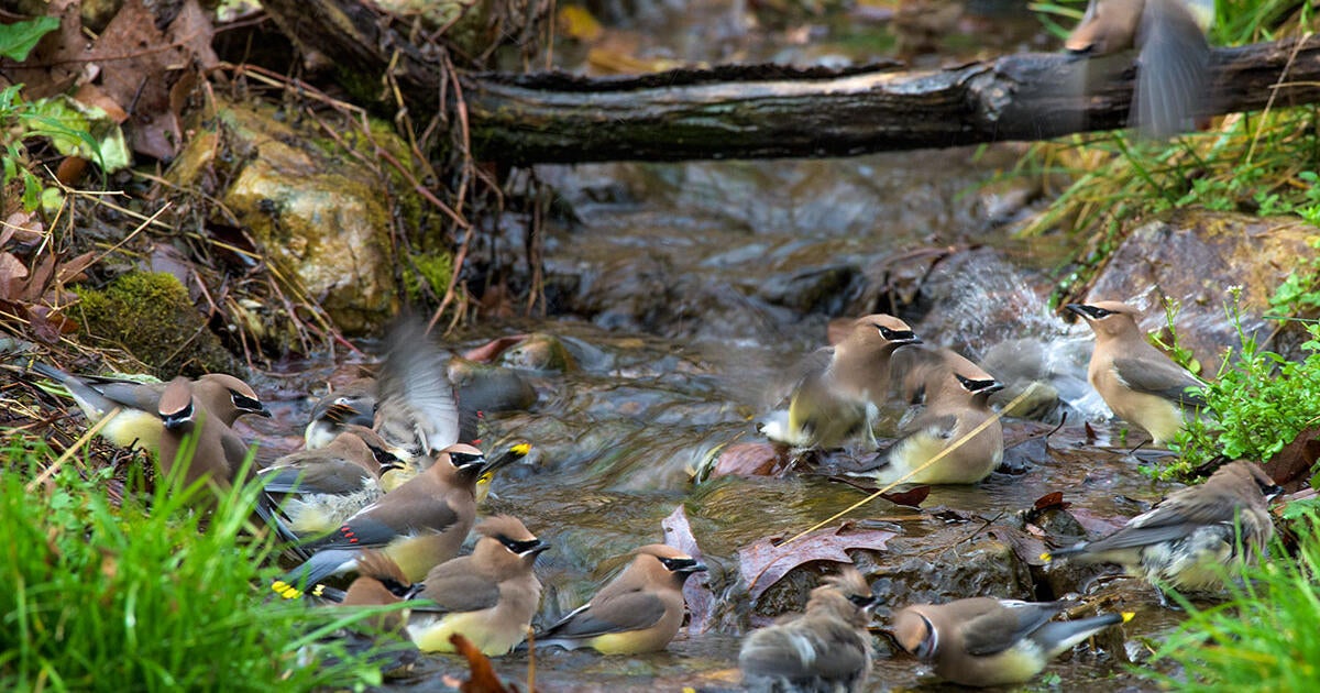 The Many Ways Birds Beat the Heat | Audubon