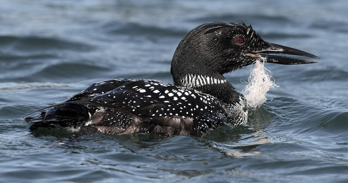 Toxic Fishing Tackle Is Hampering Loon Recovery in New Hampshire | Audubon