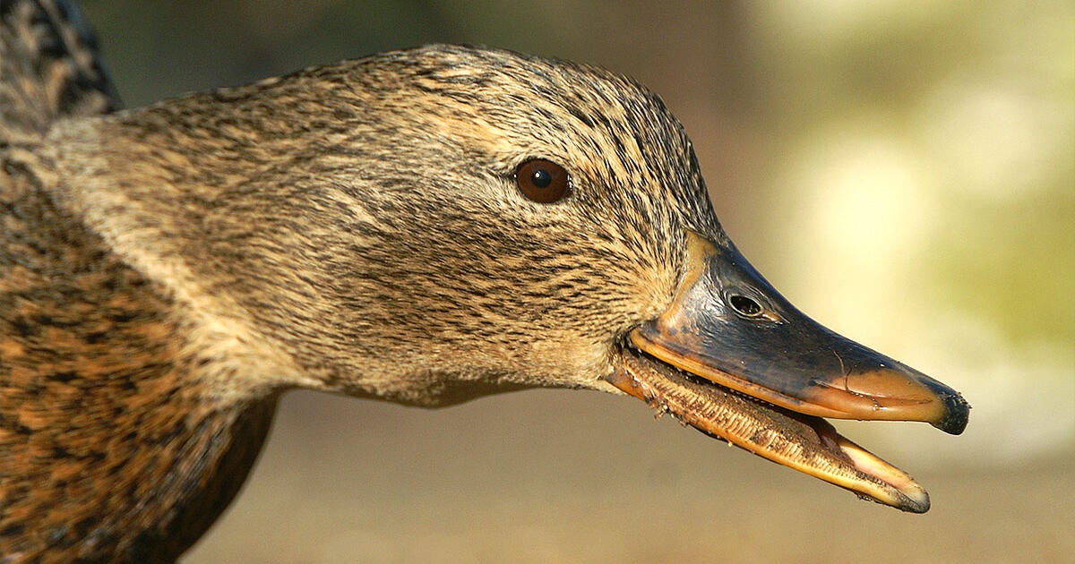 Mallards Are Everywhere, and That’s Great for Wetlands | Audubon