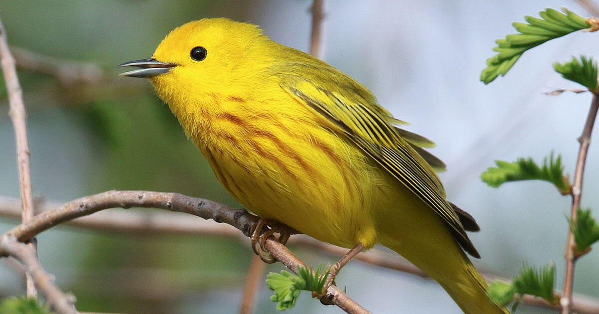 How to Memorize Bird Songs by Using Mental Images | Audubon