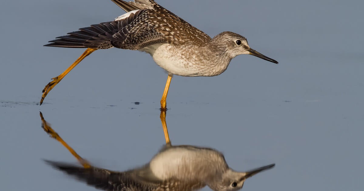Yellowlegs Mysteries Revealed | Audubon