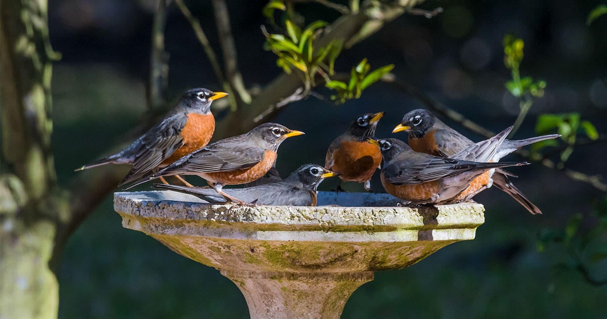 10 Fun Facts About the American Robin | Audubon
