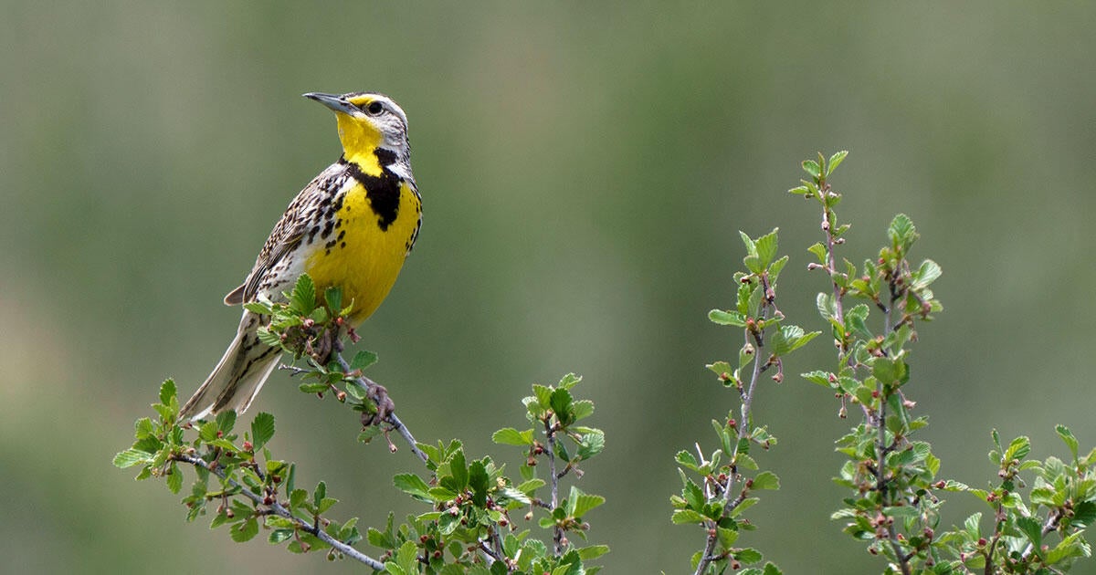 Bird Protections Restored, and Key Process Advances to Strengthen Rules ...