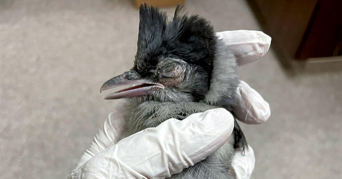 😱 Throwbacks Headlines: Zombie pigeons in the #UK: Mystery bird illness ...