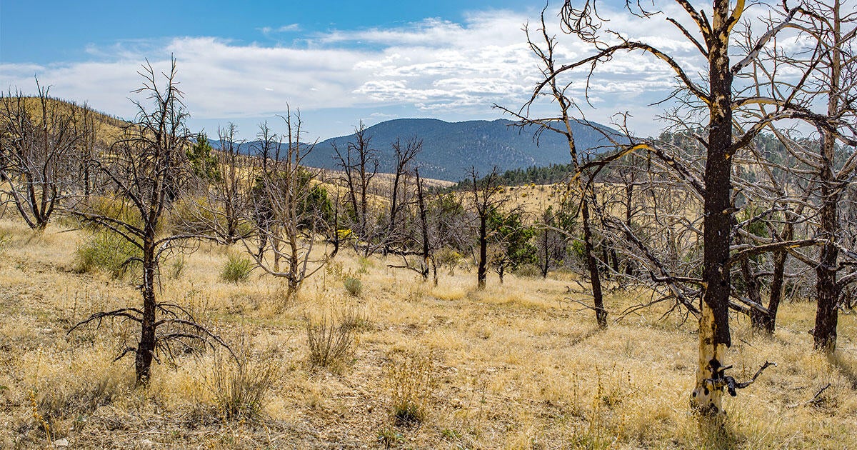 The Planet Is Undergoing an Ecological Transformation, Imperiling ...