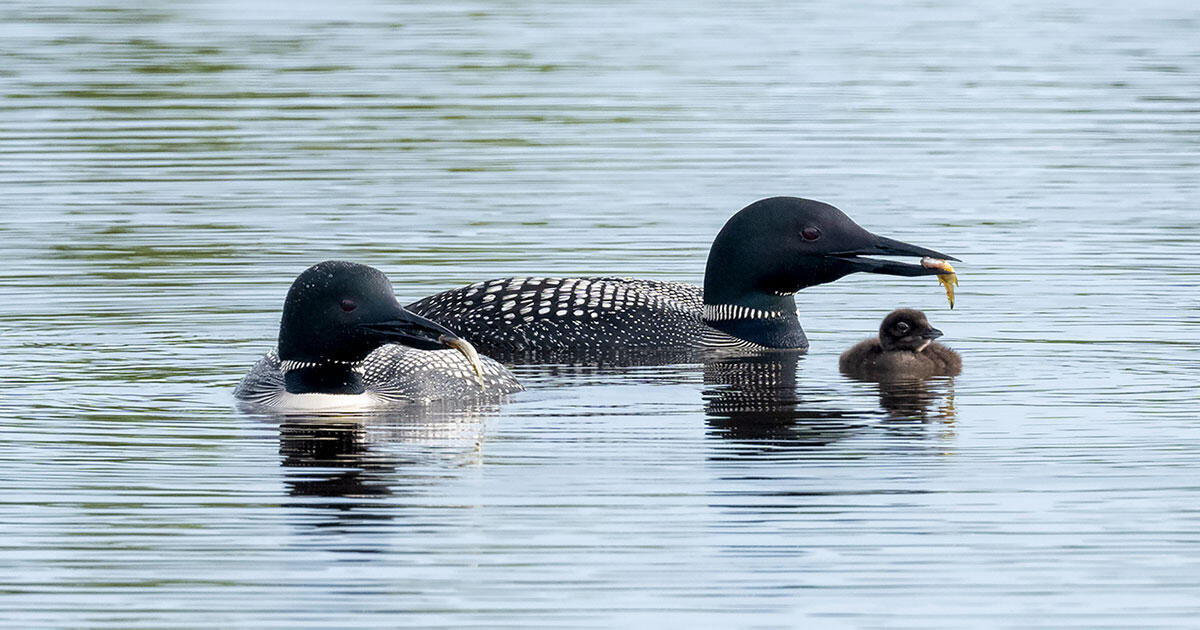 The World's Two Oldest Common Loons Are a Couple—and Amazing Parents ...