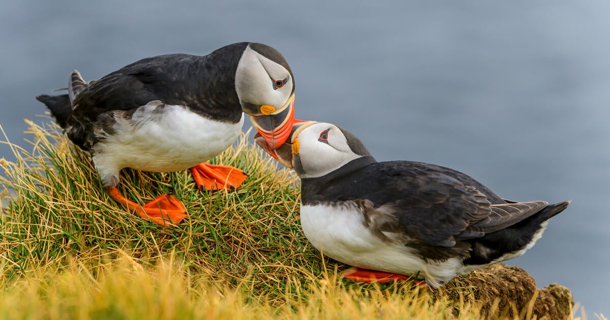 Creating Safe Havens for Seabirds | Audubon