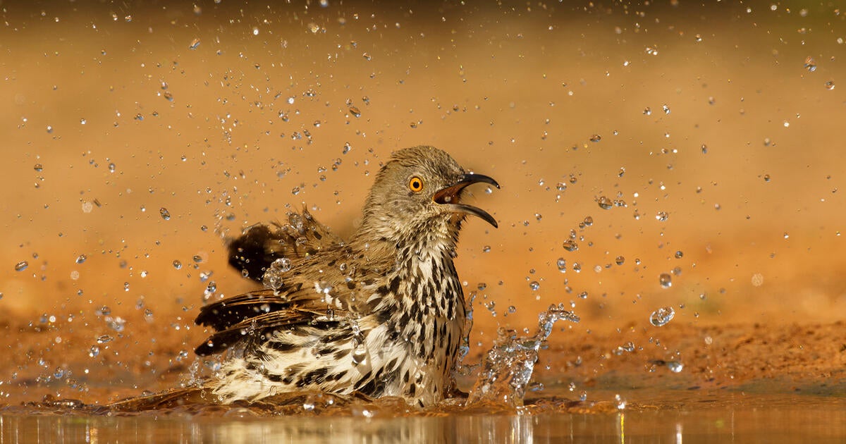 Birds Bring Us Together for the Great Backyard Bird Count | Audubon