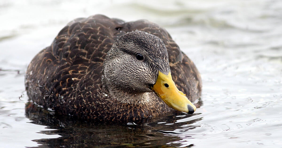 Ducks in the Southern U.S. Have Shifted Northward Due to Temperature ...