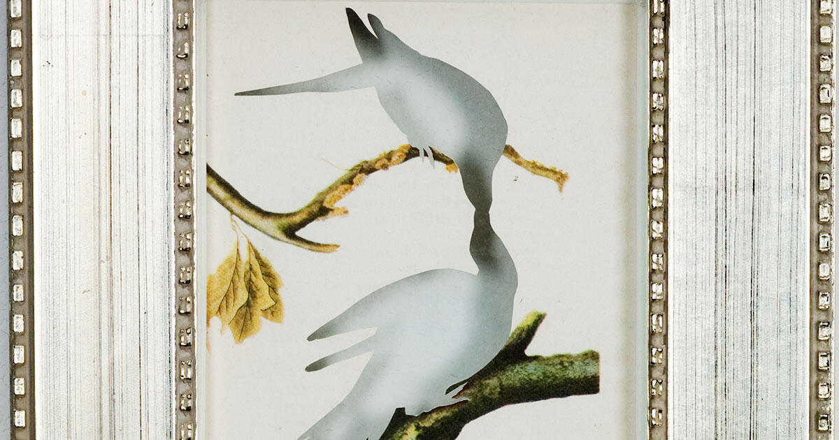 The Art of Absence | Audubon