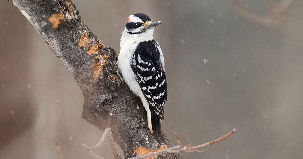 How to Set Up the Perfect Perch for Backyard Bird Photography | Audubon