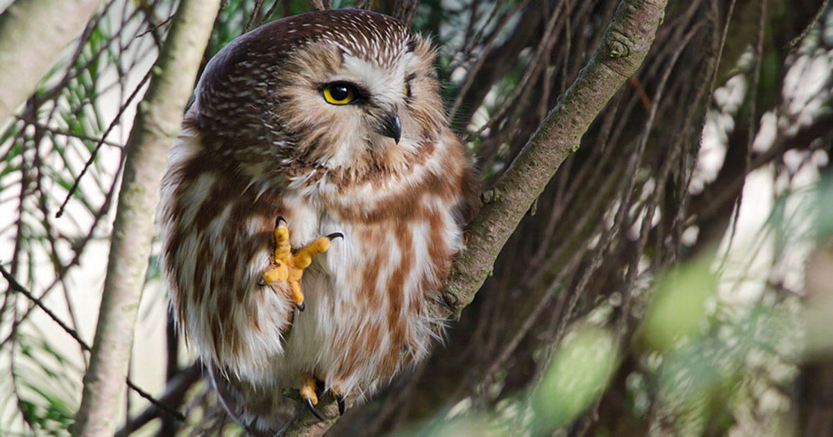 Owls: Look, Listen, Mimic, Measure! | Audubon