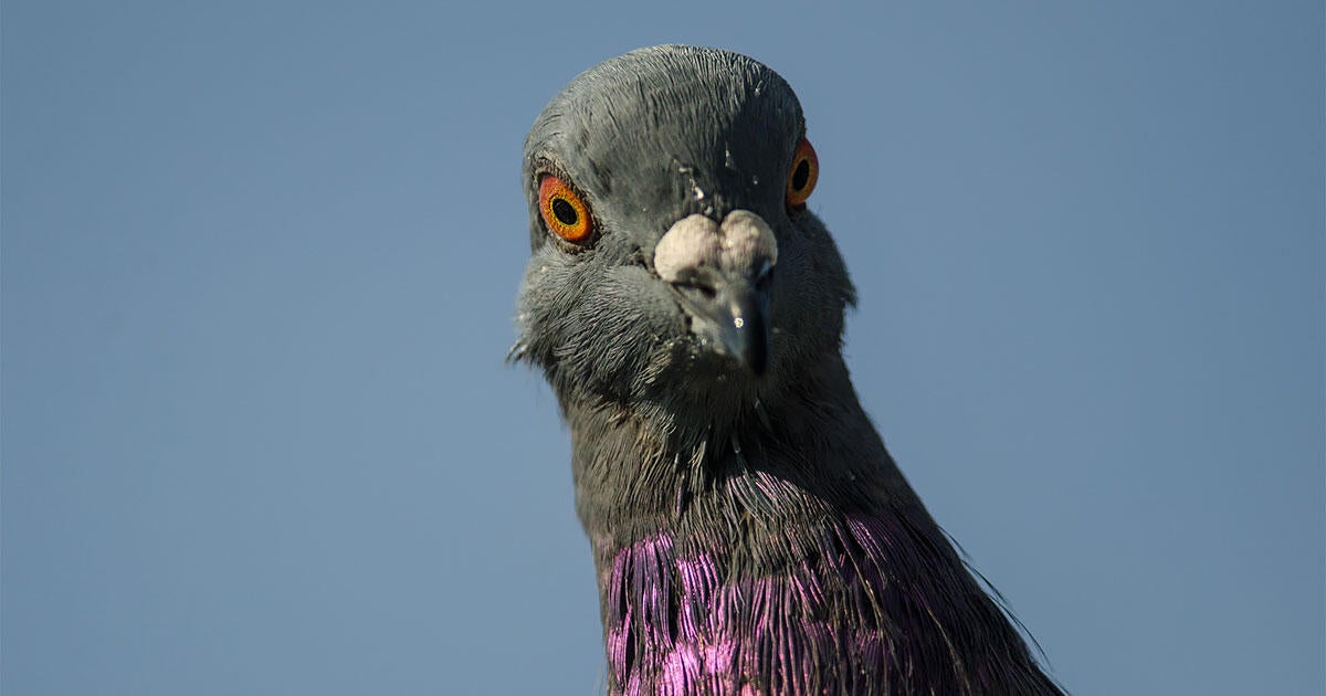 Pigeon Watch: Get to Know (and Love) Our Amazing City Birds | Audubon