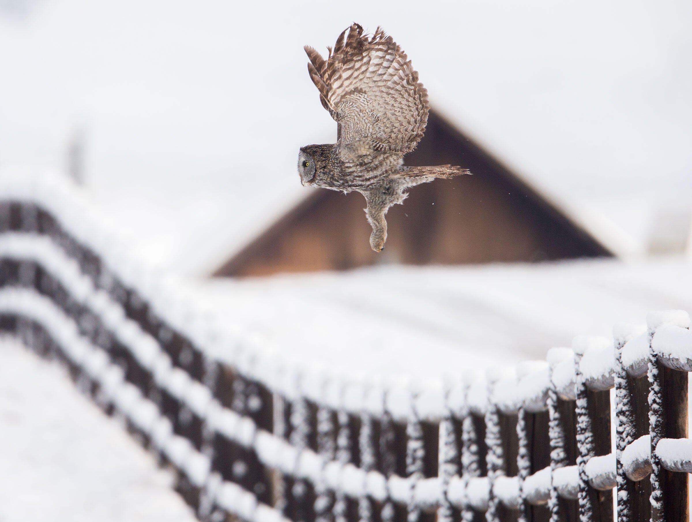 10 Spectacular Owl Photos You Have to See | Audubon
